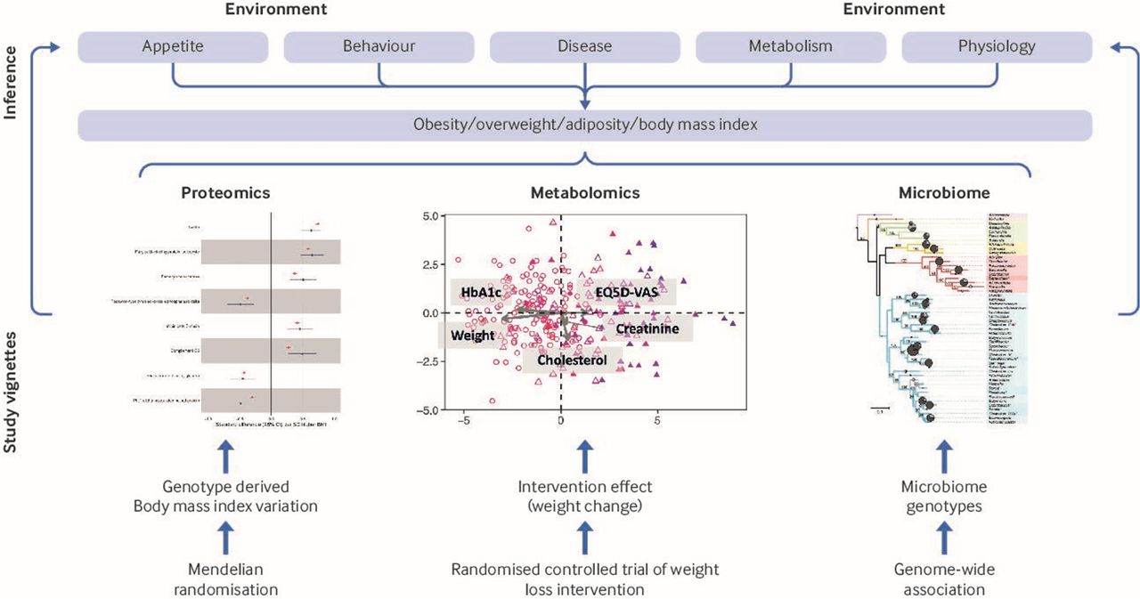 New insights into understanding obesity: from measures to mechanisms ...